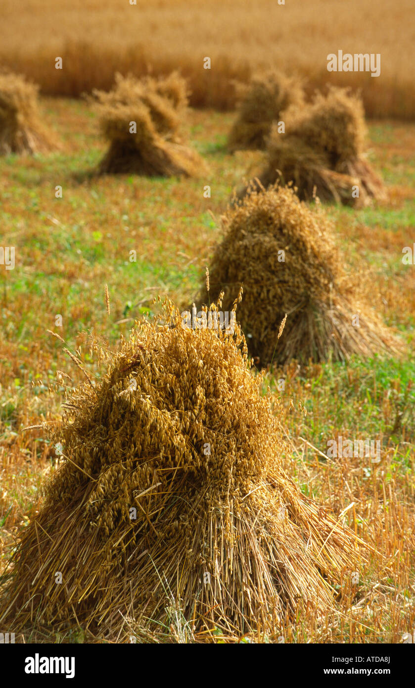 Stook corn -Fotos und -Bildmaterial in hoher Auflösung – Alamy