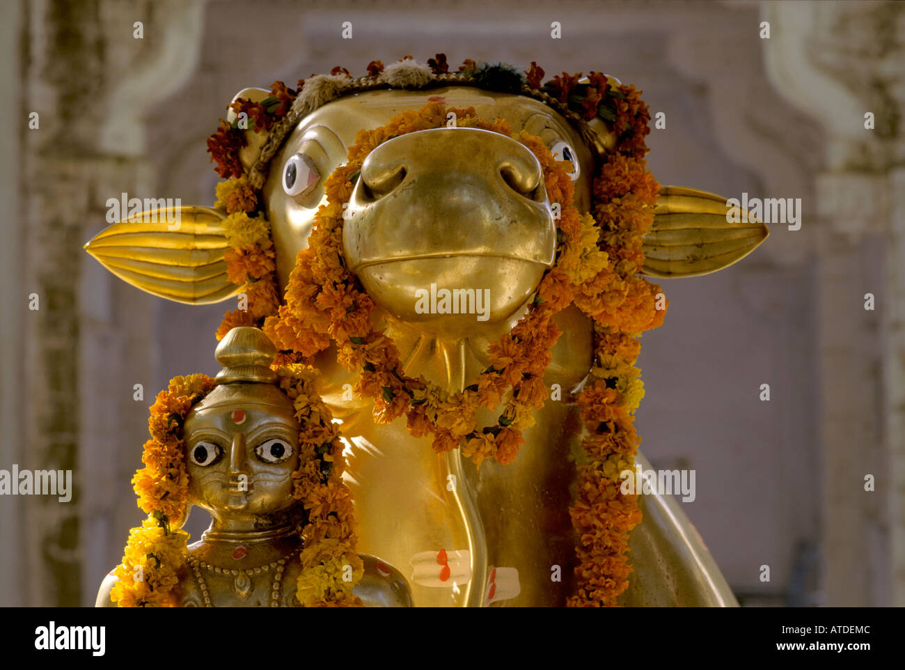 Cult Bull Stockfotos und -bilder Kaufen - Alamy