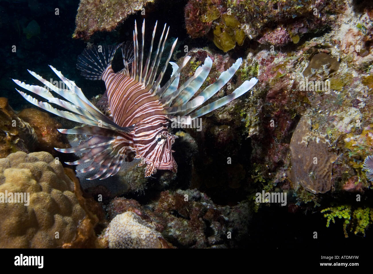 Caribbean lionfish -Fotos und -Bildmaterial in hoher Auflösung – Alamy
