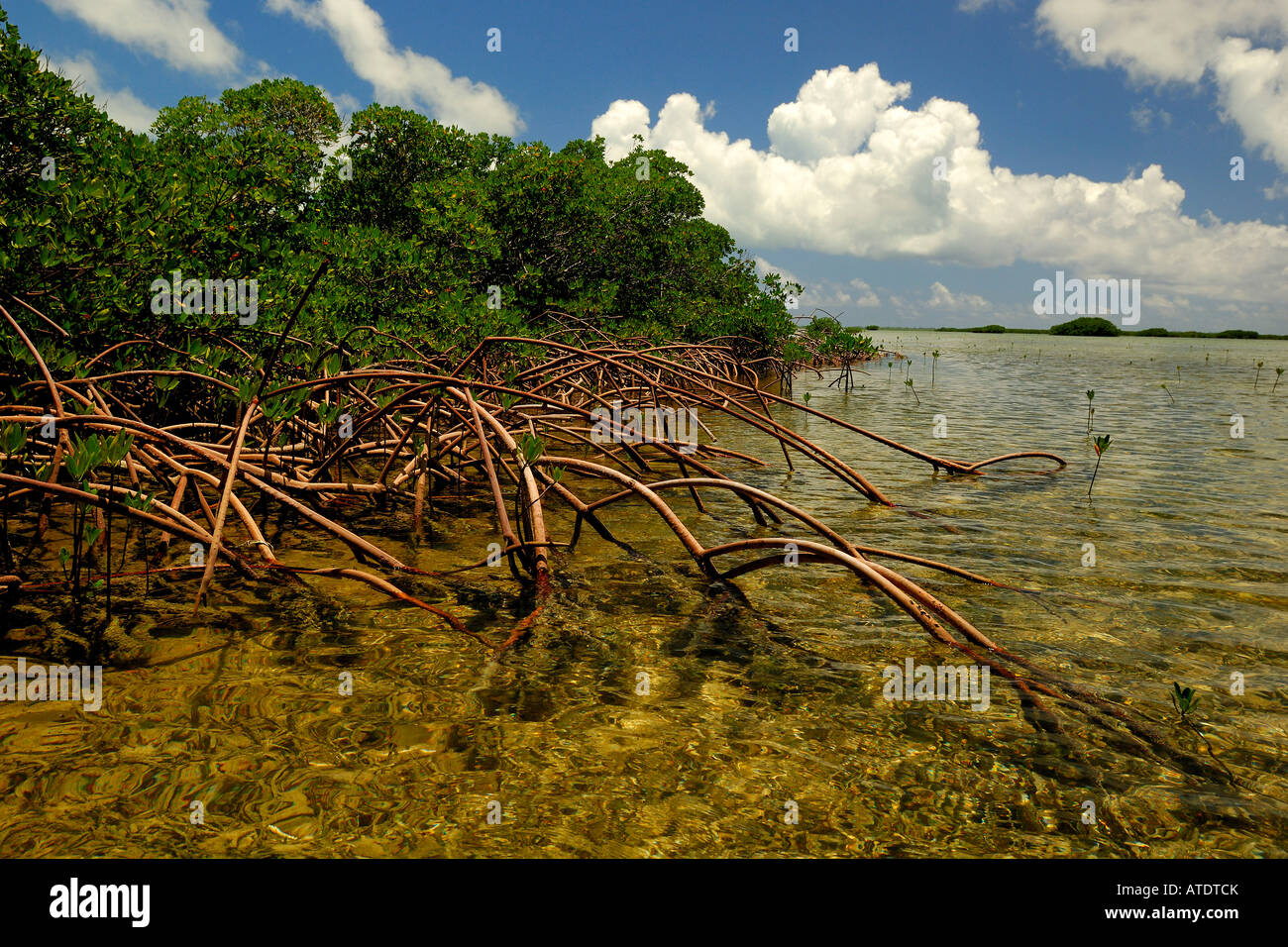 Red mangrove rhizophora stylosa -Fotos und -Bildmaterial in hoher ...
