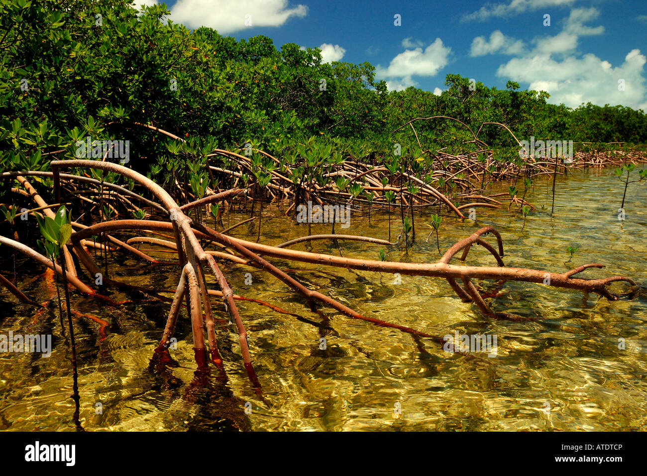 Red mangrove rhizophora stylosa -Fotos und -Bildmaterial in hoher ...