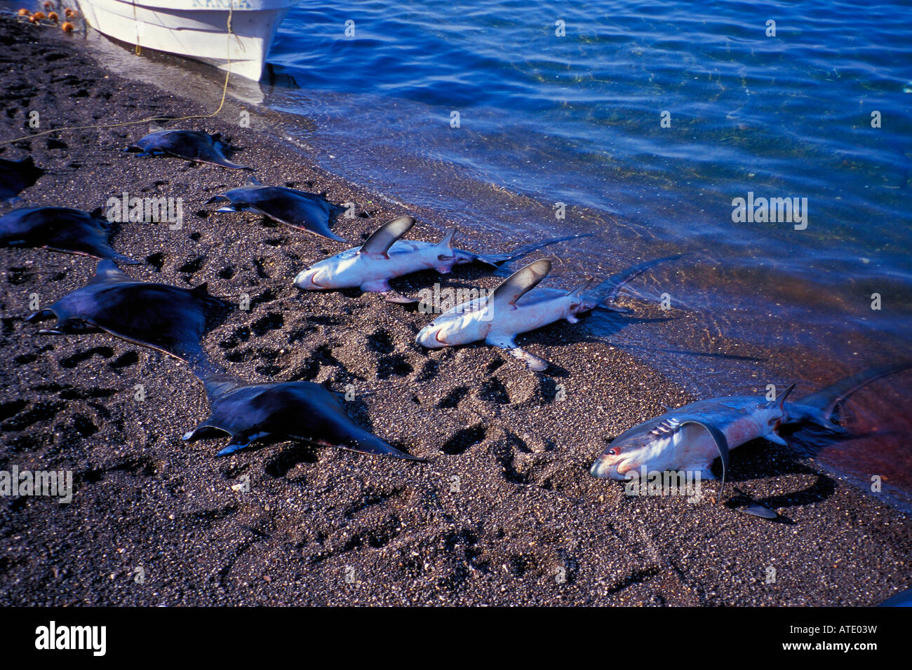 Haifischflossen camp Sea of Cortez Mexiko Stockfotografie - Alamy