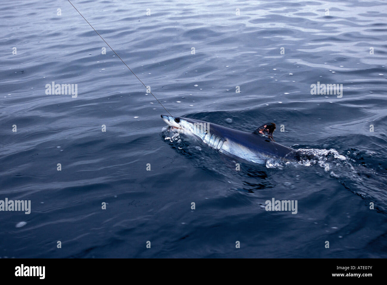 Longline Fishing Pacific Ocean Stockfotos & Longline Fishing Pacific ...