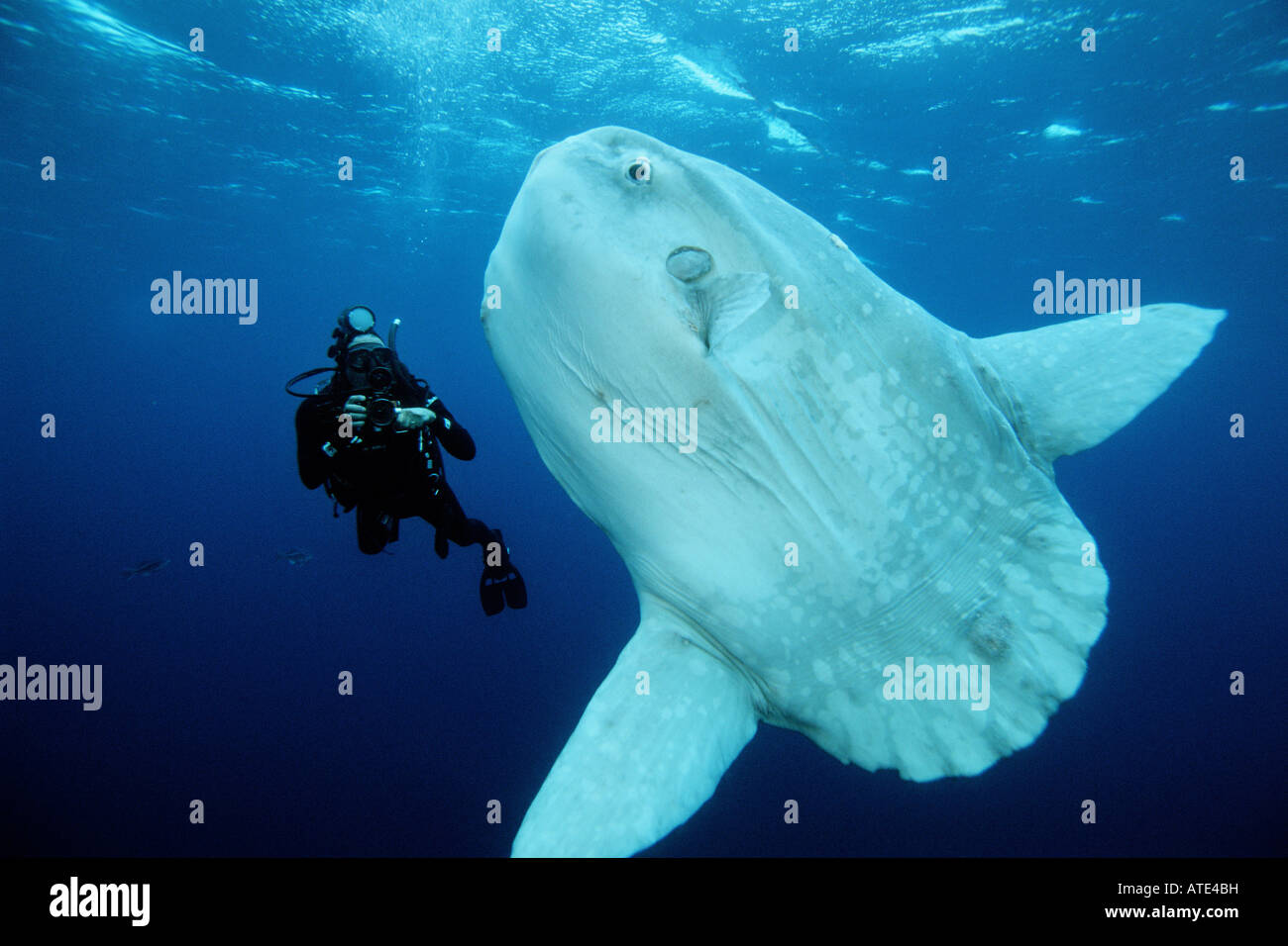 Mondfisch Mola Mola östlichen Pazifik California Stockfotografie - Alamy