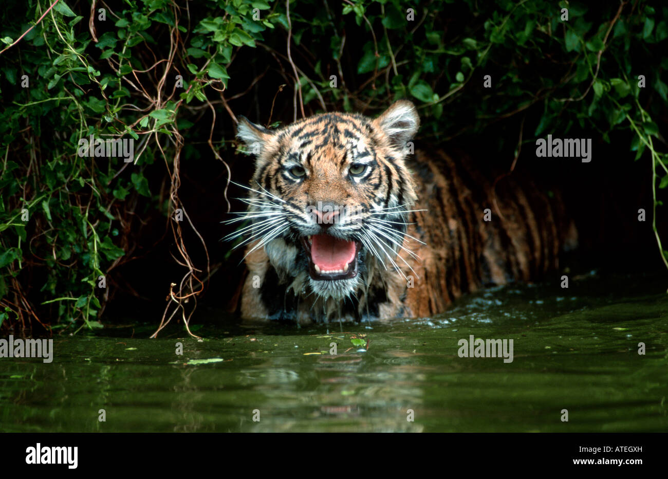 Tiger mit beute -Fotos und -Bildmaterial in hoher Auflösung – Alamy