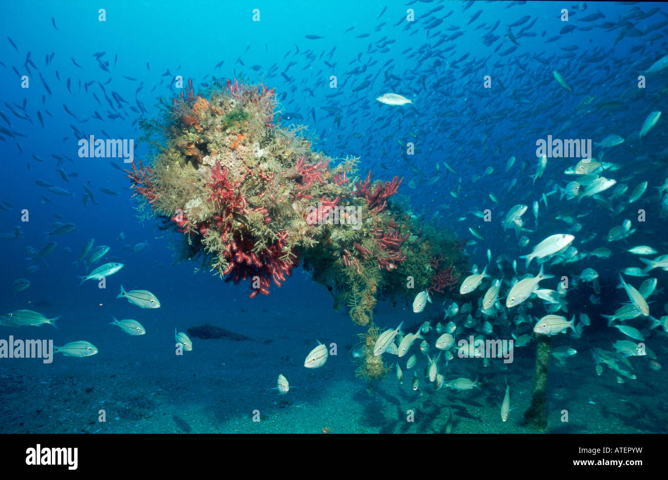 Flachem Fisch am Stück Wrack / Fischschwarm ein Wrackteil ...
