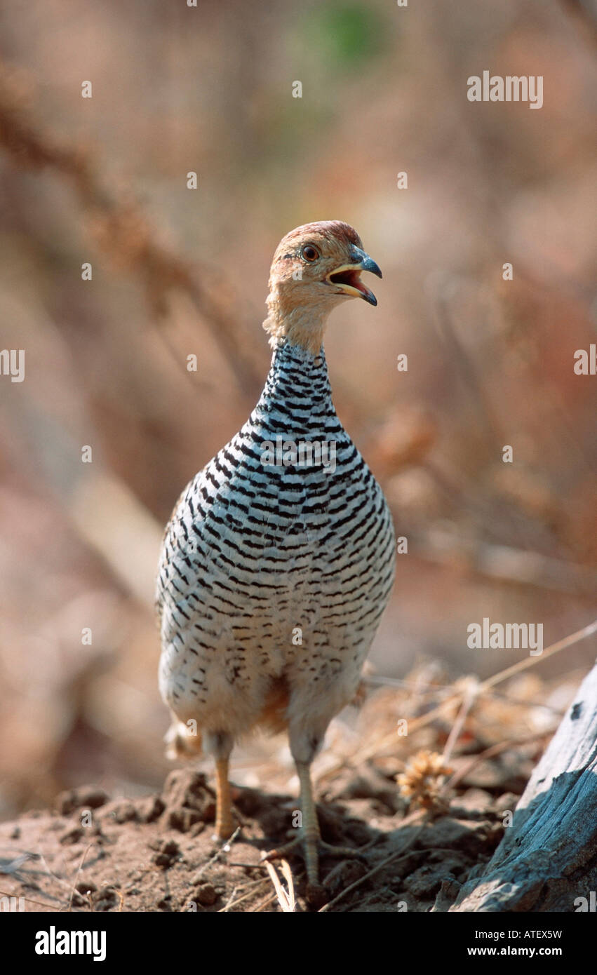 Francolinus coqui -Fotos und -Bildmaterial in hoher Auflösung – Alamy