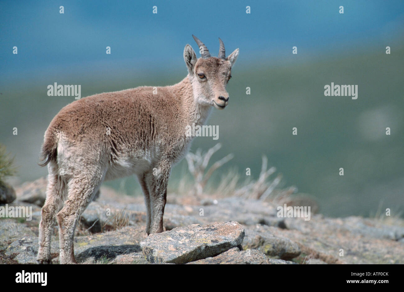 Junger spanischer steinbock -Fotos und -Bildmaterial in hoher Auflösung ...