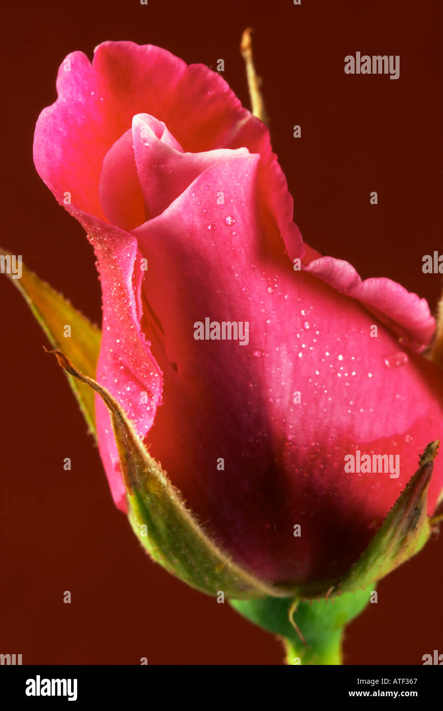 Rosenknospe Young Rose Knospe Tau bedeckt auf rotem Grund ...