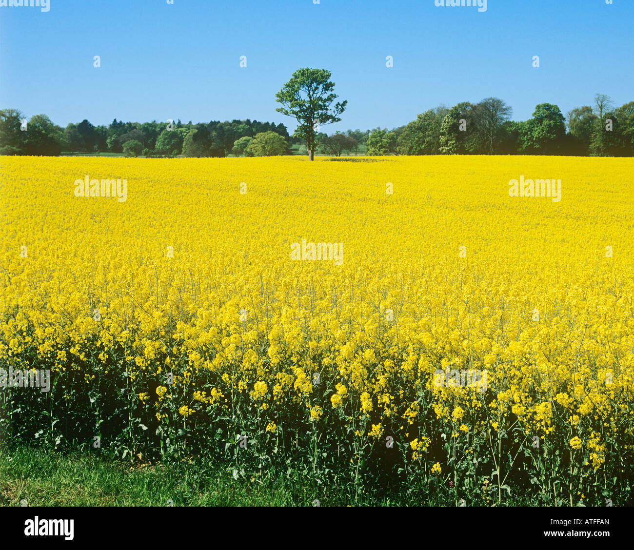 Field flower -Fotos und -Bildmaterial in hoher Auflösung – Alamy