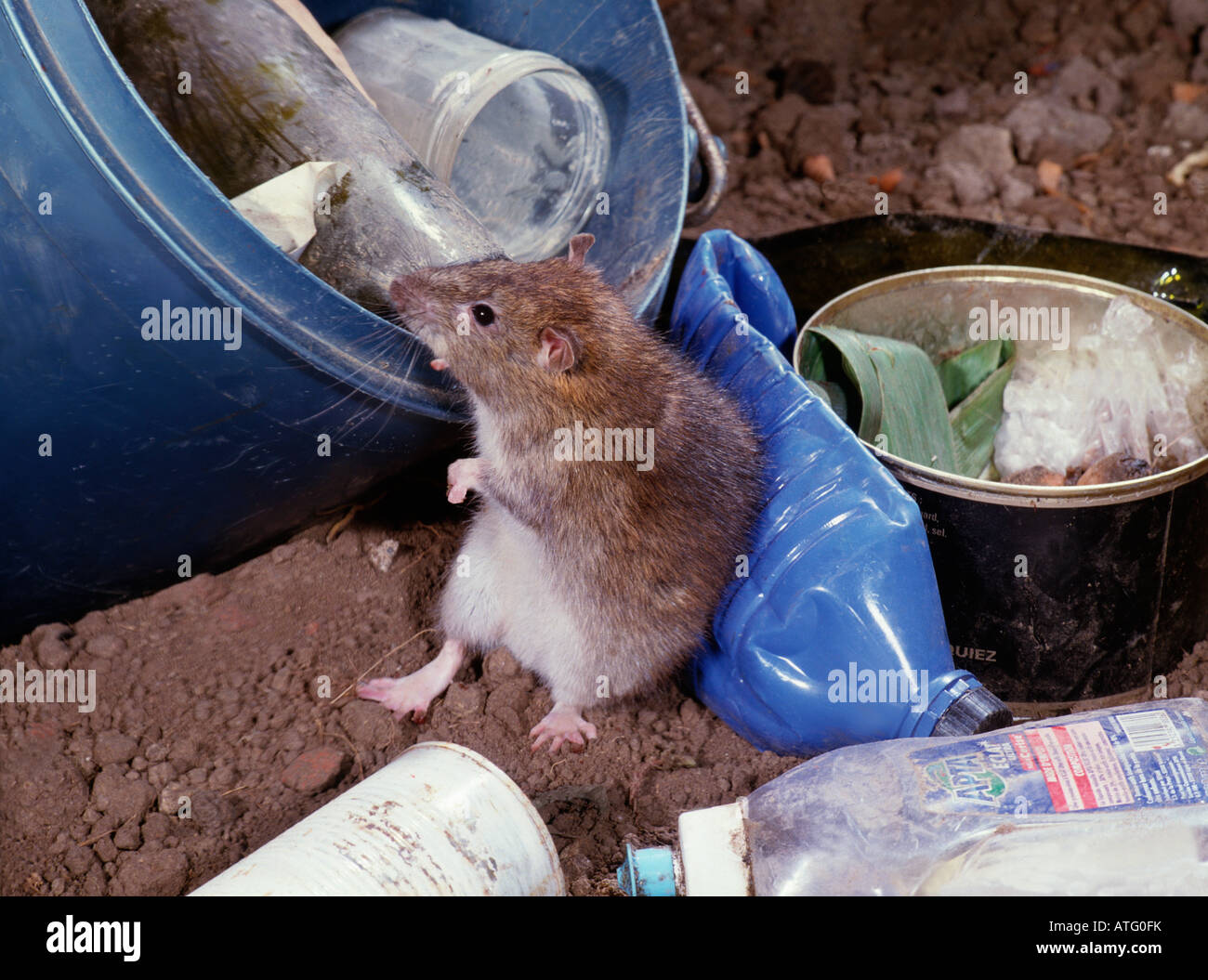 Ratte surmulot -Fotos und -Bildmaterial in hoher Auflösung – Alamy