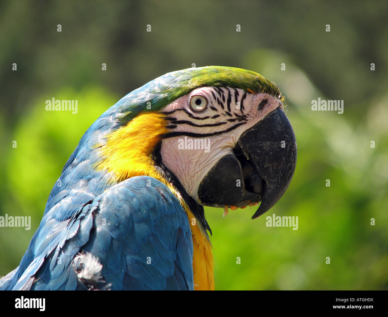 Eine arauna -Fotos und -Bildmaterial in hoher Auflösung – Alamy