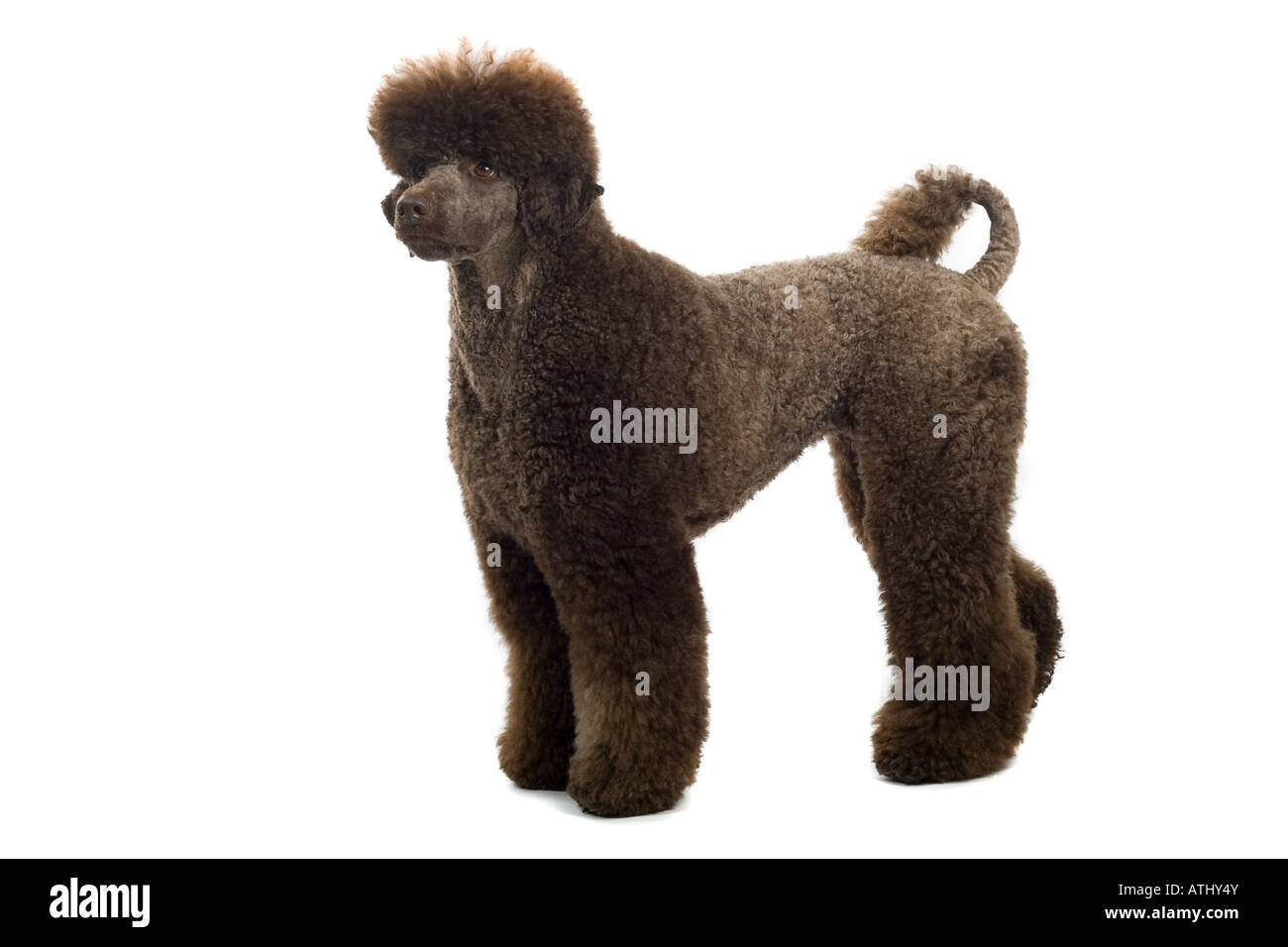 King poodle white -Fotos und -Bildmaterial in hoher Auflösung – Alamy