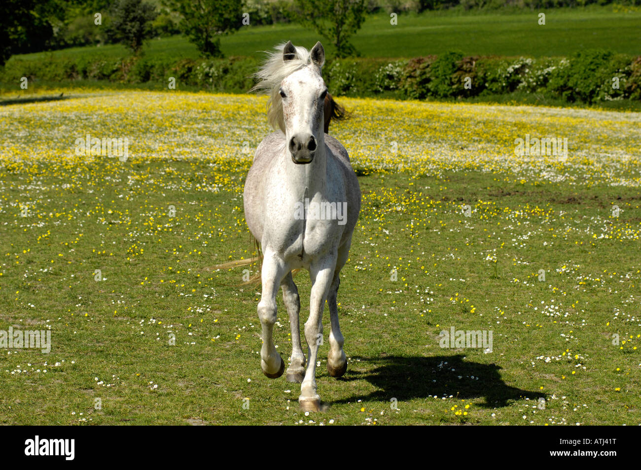 Weißes Pferd Trab in eine Wiese, Dorset, England, UK Stockfotografie ...
