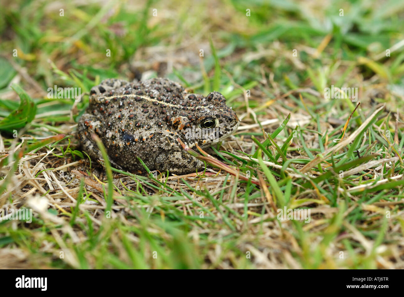 Kröte Frosch Rospo Calamita Bufo Calamita Anuri Anfibi Texel Isole ...
