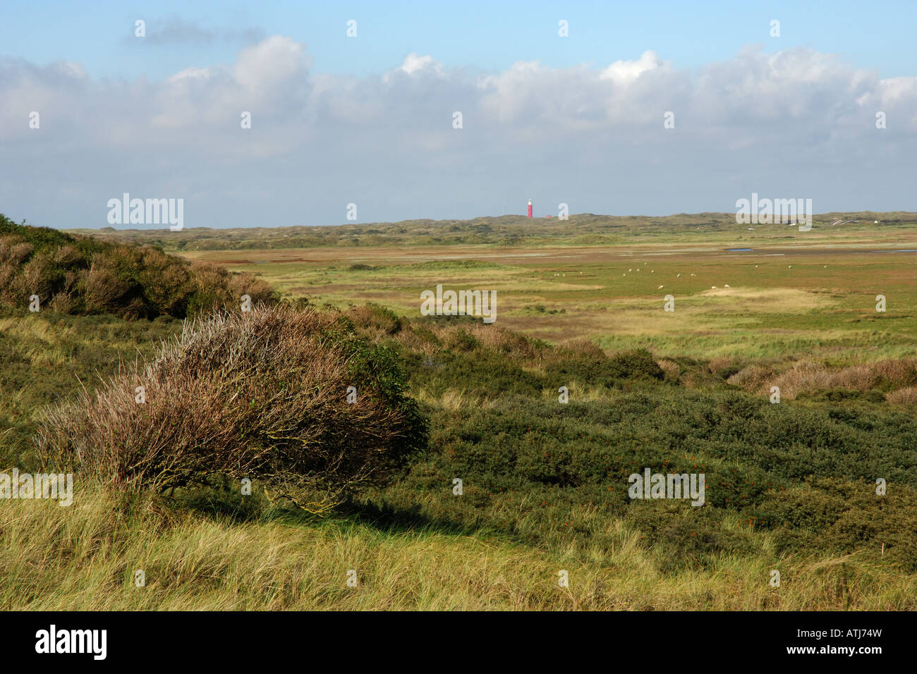 Dalla Duna Paesaggio Lago Interdunale befindet Pecore Riserva De ...