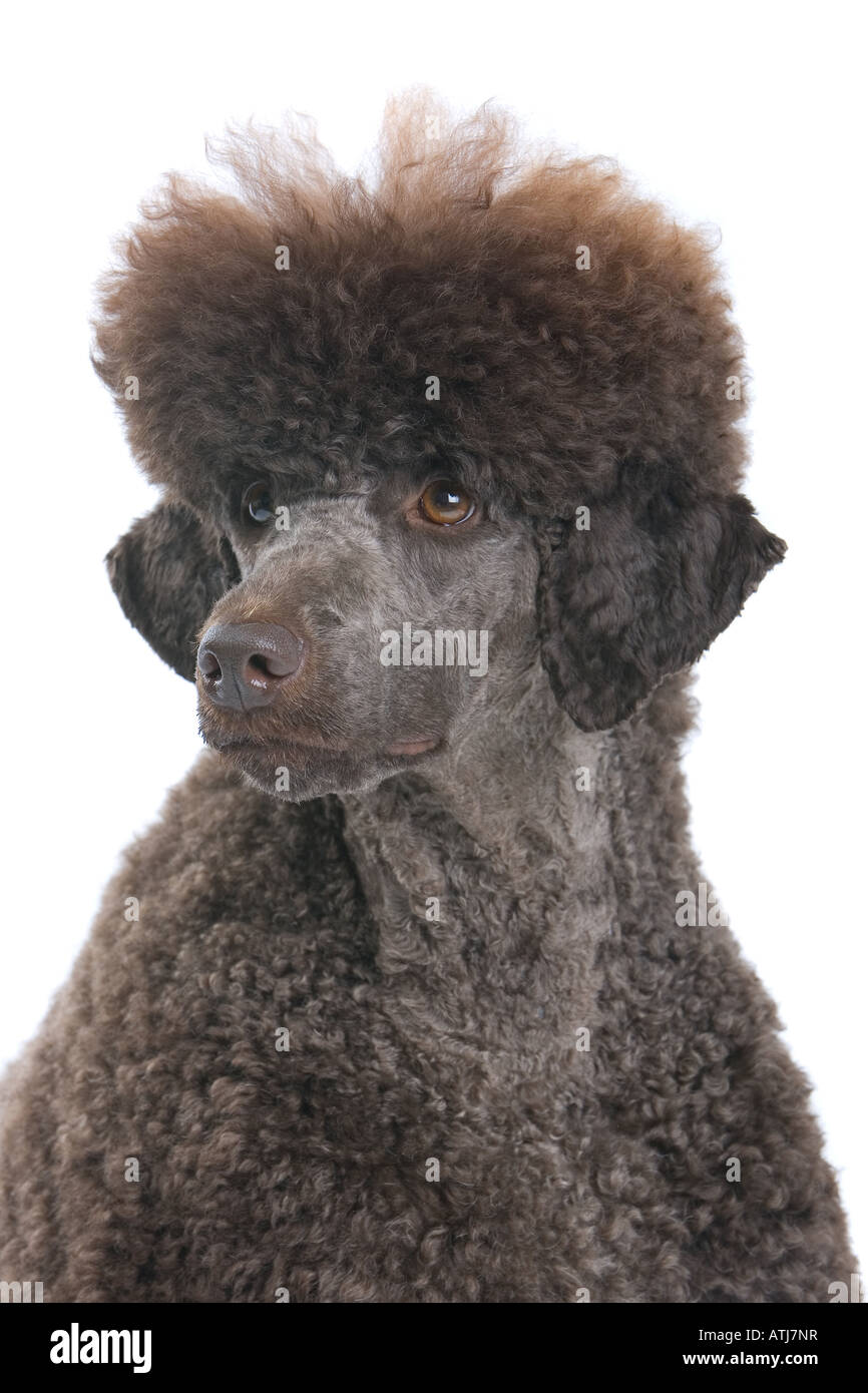 King poodle white -Fotos und -Bildmaterial in hoher Auflösung – Alamy