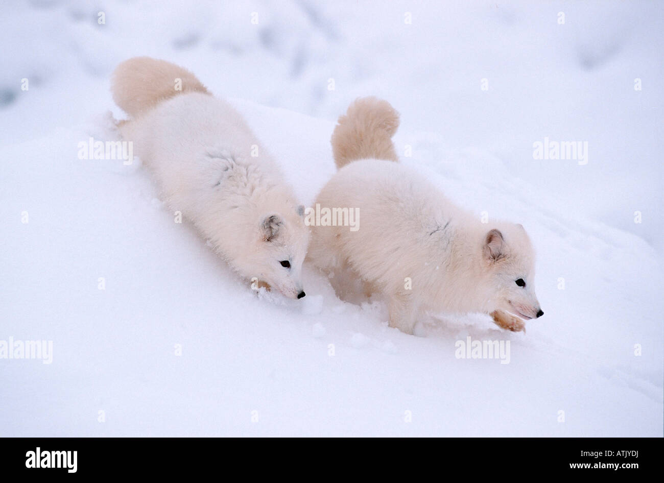 Polarfüchse im winter -Fotos und -Bildmaterial in hoher Auflösung ...