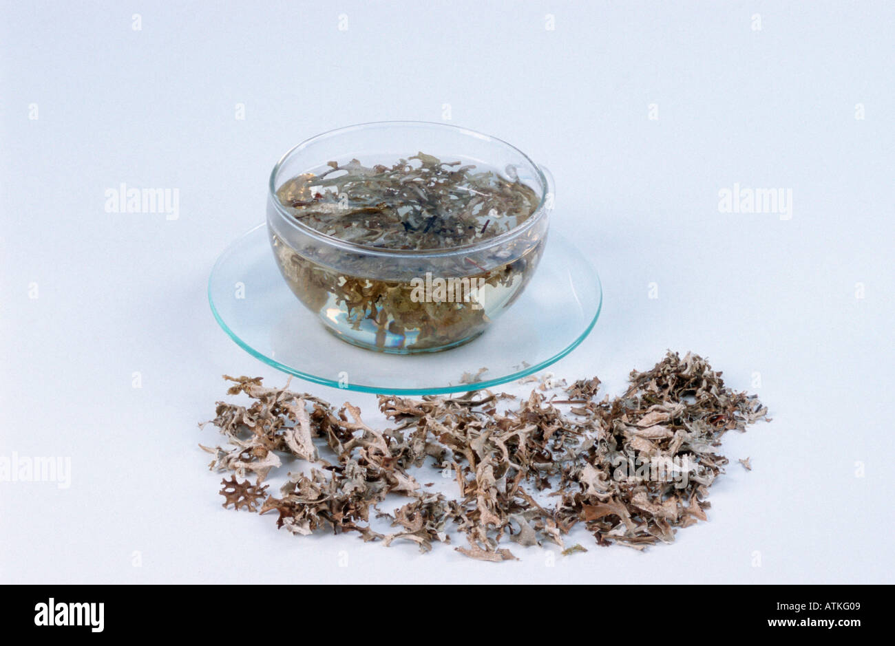 Lichen islandicus -Fotos und -Bildmaterial in hoher Auflösung – Alamy