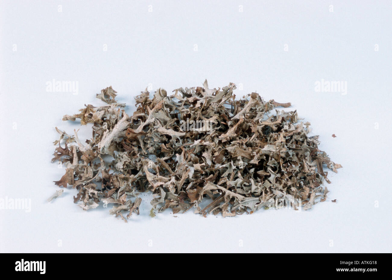 Lichen islandicus -Fotos und -Bildmaterial in hoher Auflösung – Alamy