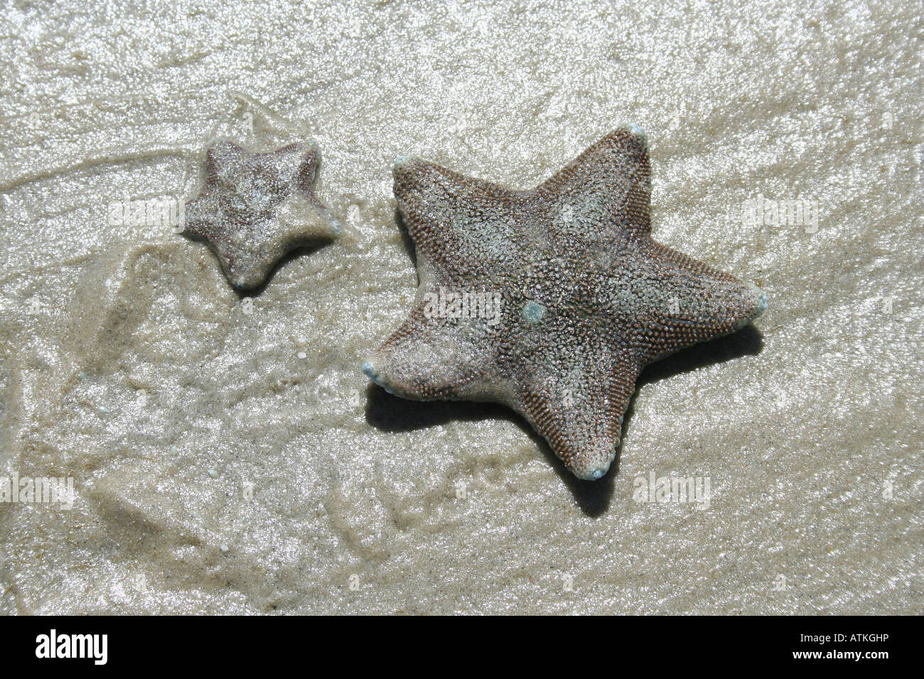 Sterne fische -Fotos und -Bildmaterial in hoher Auflösung – Alamy