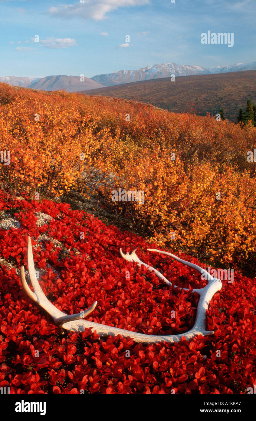 Caribou antler karibu geweih -Fotos und -Bildmaterial in hoher Auflösung – Alamy