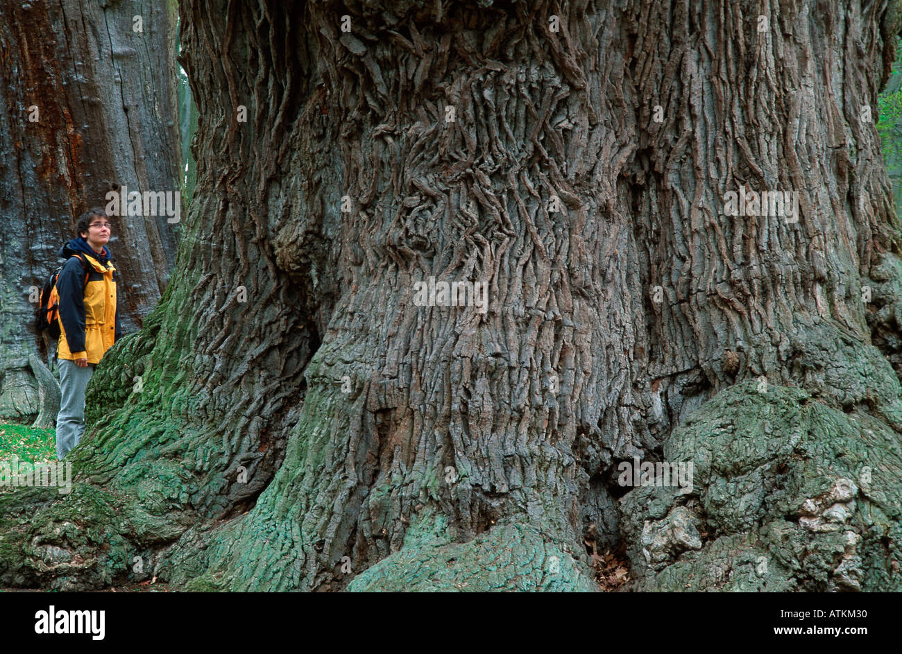 Pedunculate Eiche / Sommereiche / Stieleiche Stockfotografie - Alamy