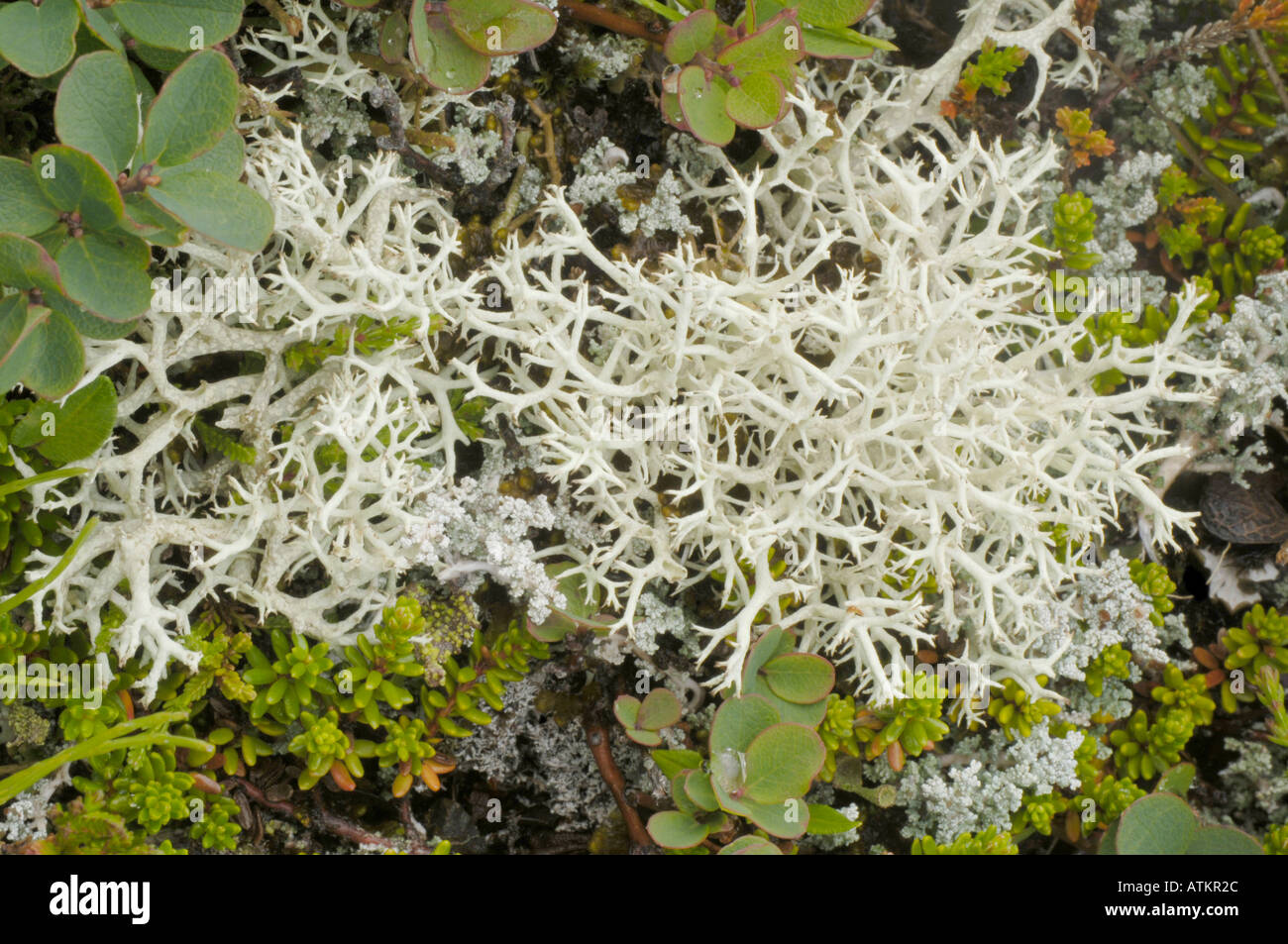 Lichen islandicus -Fotos und -Bildmaterial in hoher Auflösung – Alamy