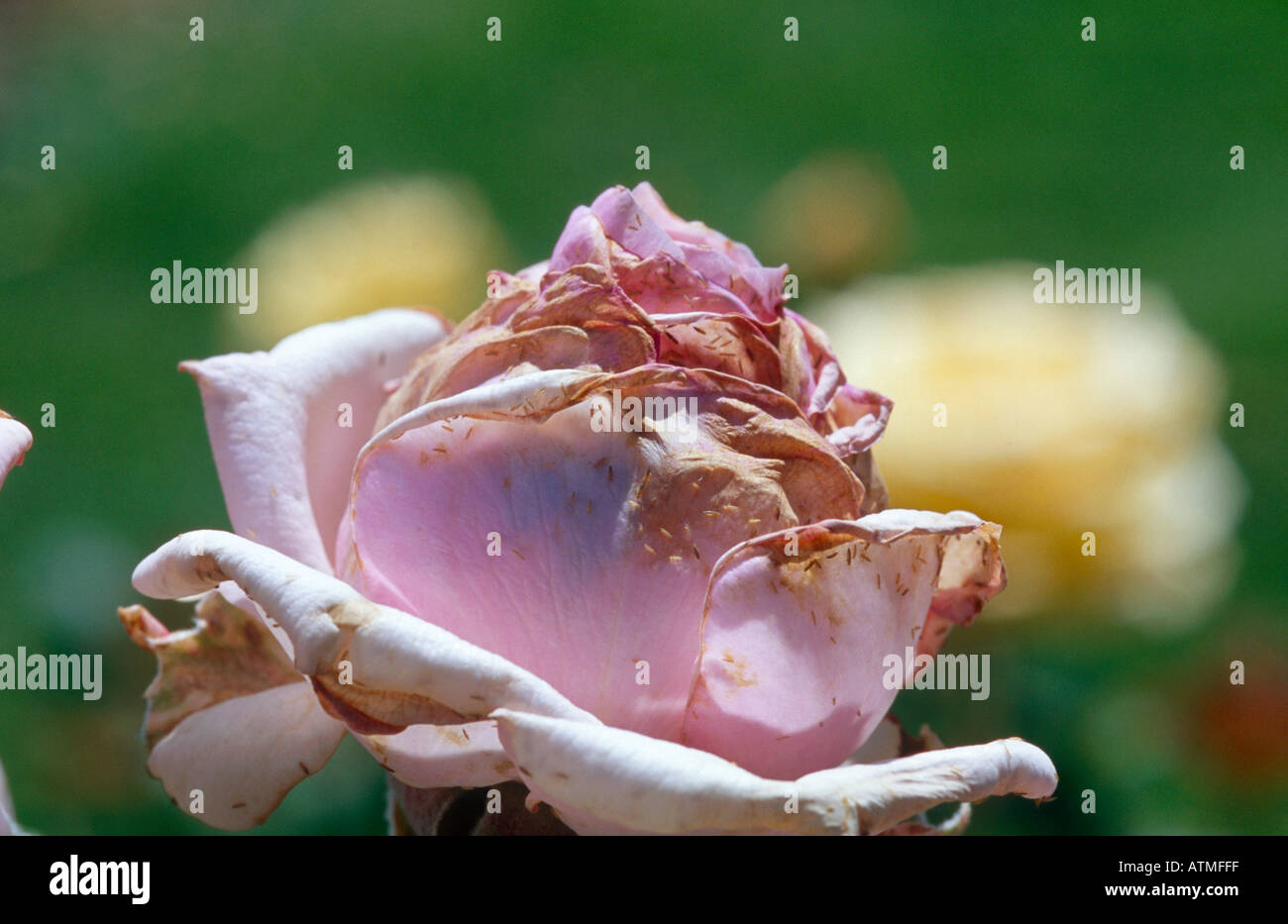 Thrips pest rose insect -Fotos und -Bildmaterial in hoher Auflösung – Alamy