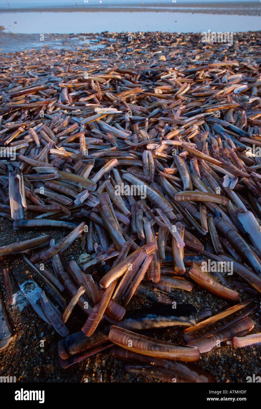 Razor clam -Fotos und -Bildmaterial in hoher Auflösung – Alamy