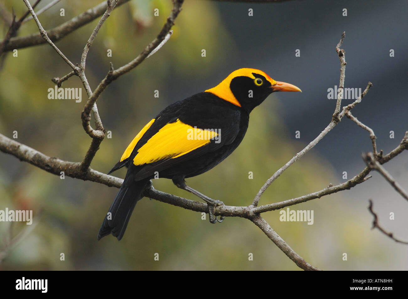 Mã¤nnlicher australischer vogel -Fotos und -Bildmaterial in hoher ...