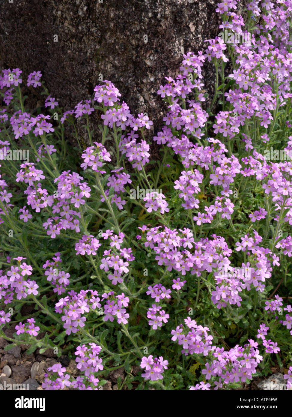 Silene plant -Fotos und -Bildmaterial in hoher Auflösung – Alamy