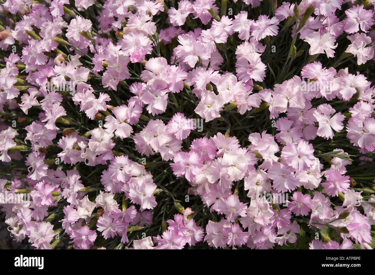 Dianthus spp -Fotos und -Bildmaterial in hoher Auflösung – Alamy