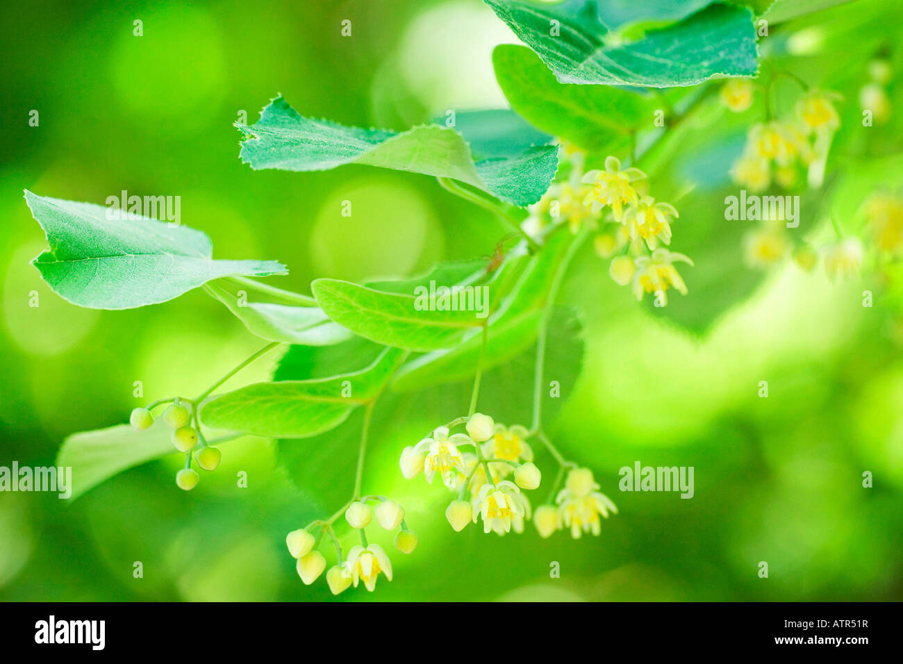 Silberlinde tilia tomentosa -Fotos und -Bildmaterial in hoher Auflösung ...