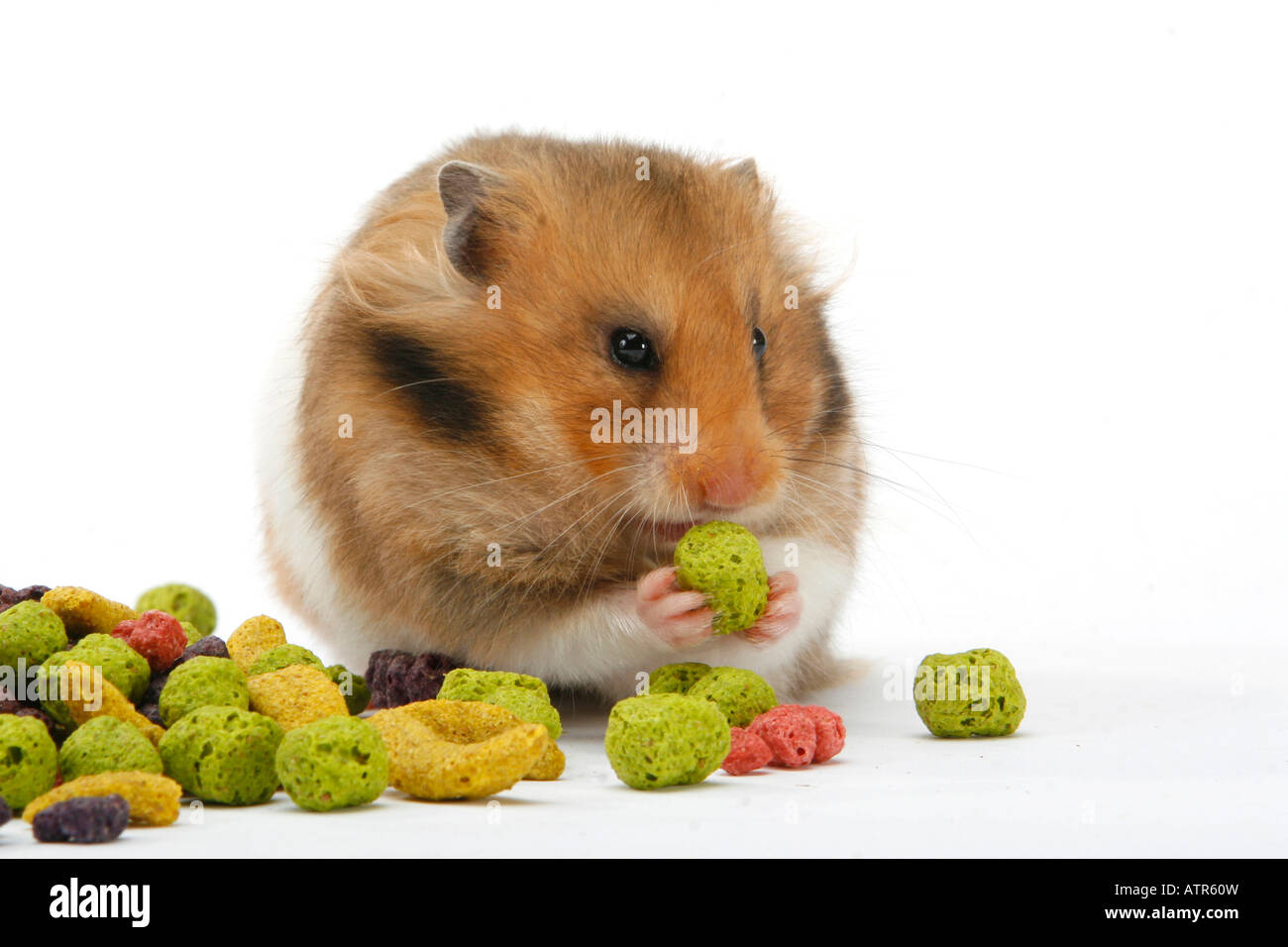 Golden hamster mesocricetus auratus eating -Fotos und -Bildmaterial in ...
