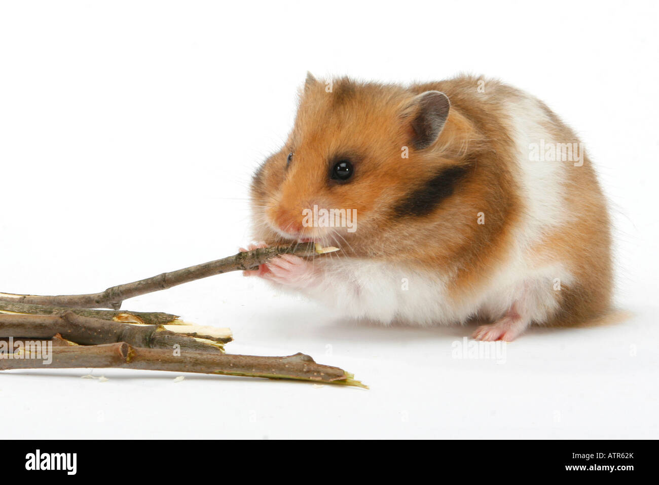Golden hamster mesocricetus auratus eating -Fotos und -Bildmaterial in ...