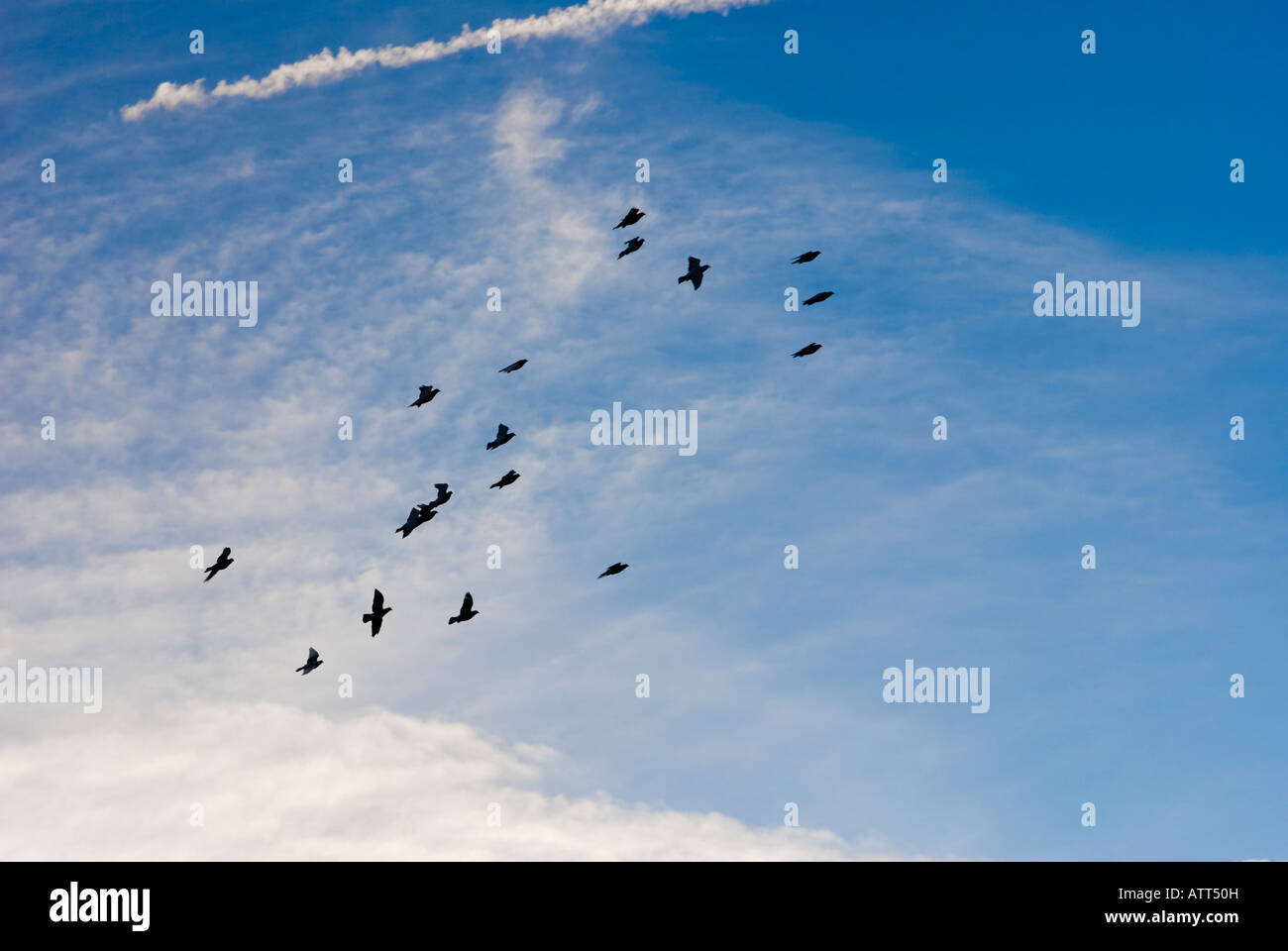 Tauben nach hause -Fotos und -Bildmaterial in hoher Auflösung – Alamy