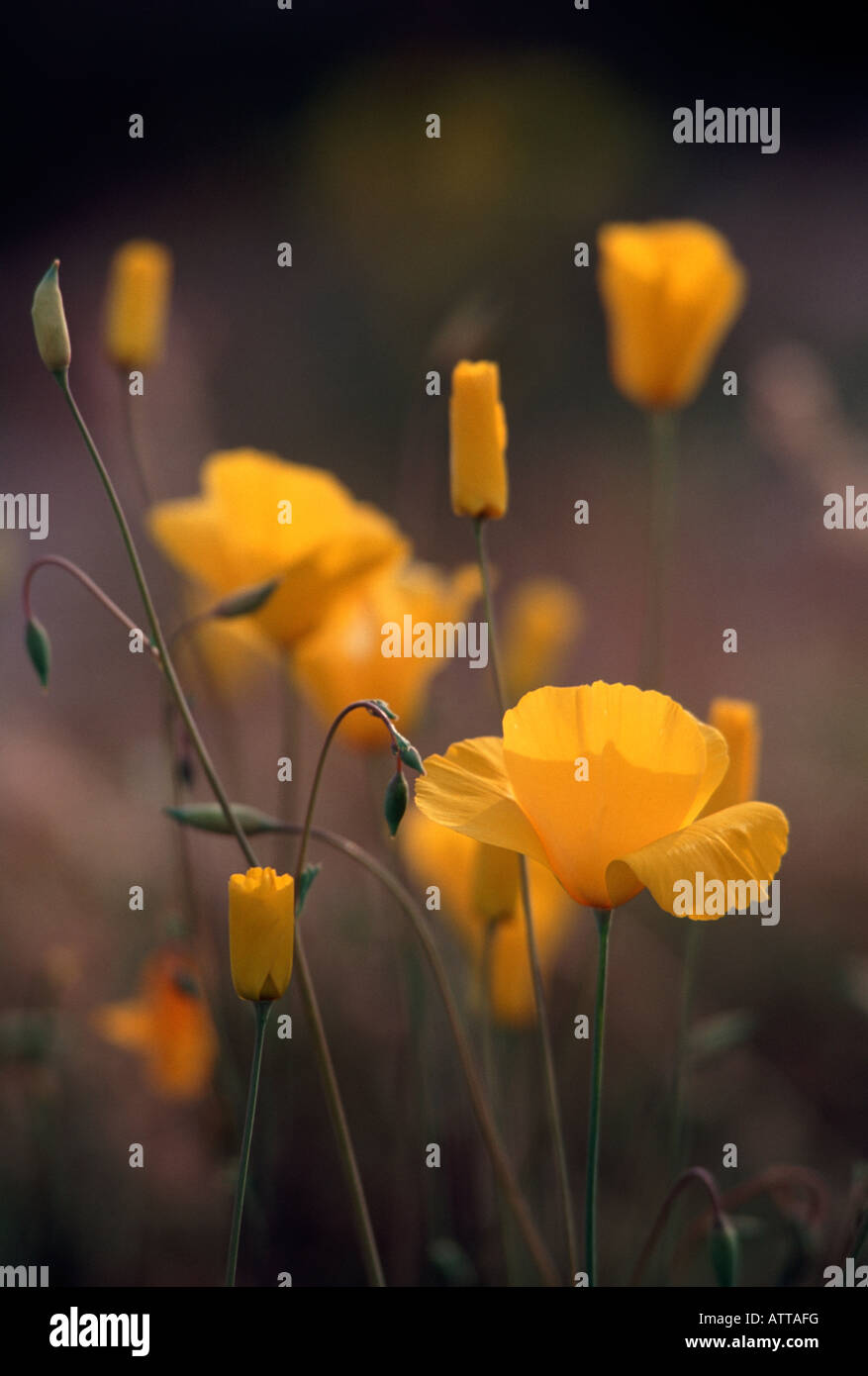 Eschscholtzia mexicana -Fotos und -Bildmaterial in hoher Auflösung – Alamy