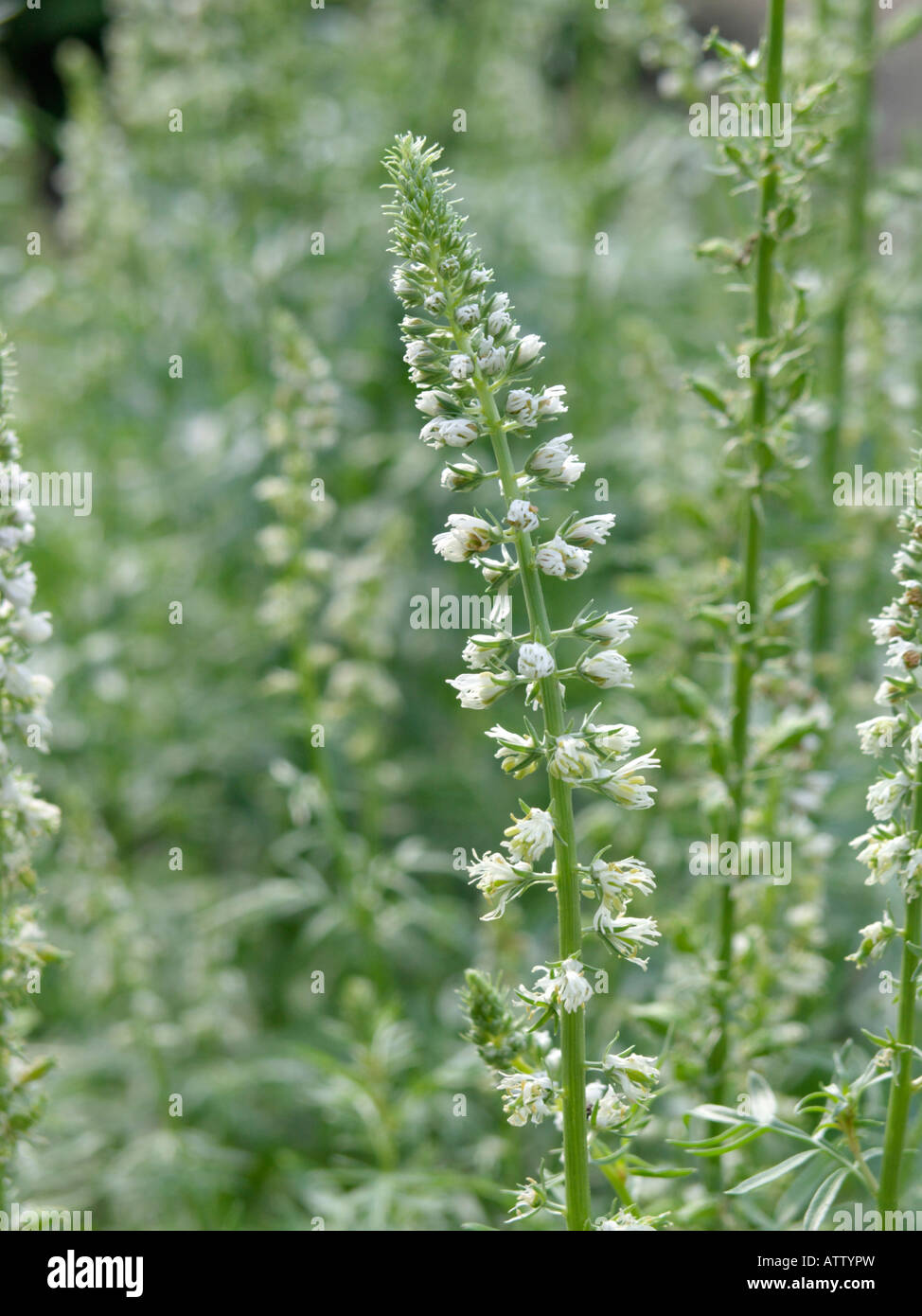 Reseda alba -Fotos und -Bildmaterial in hoher Auflösung – Alamy