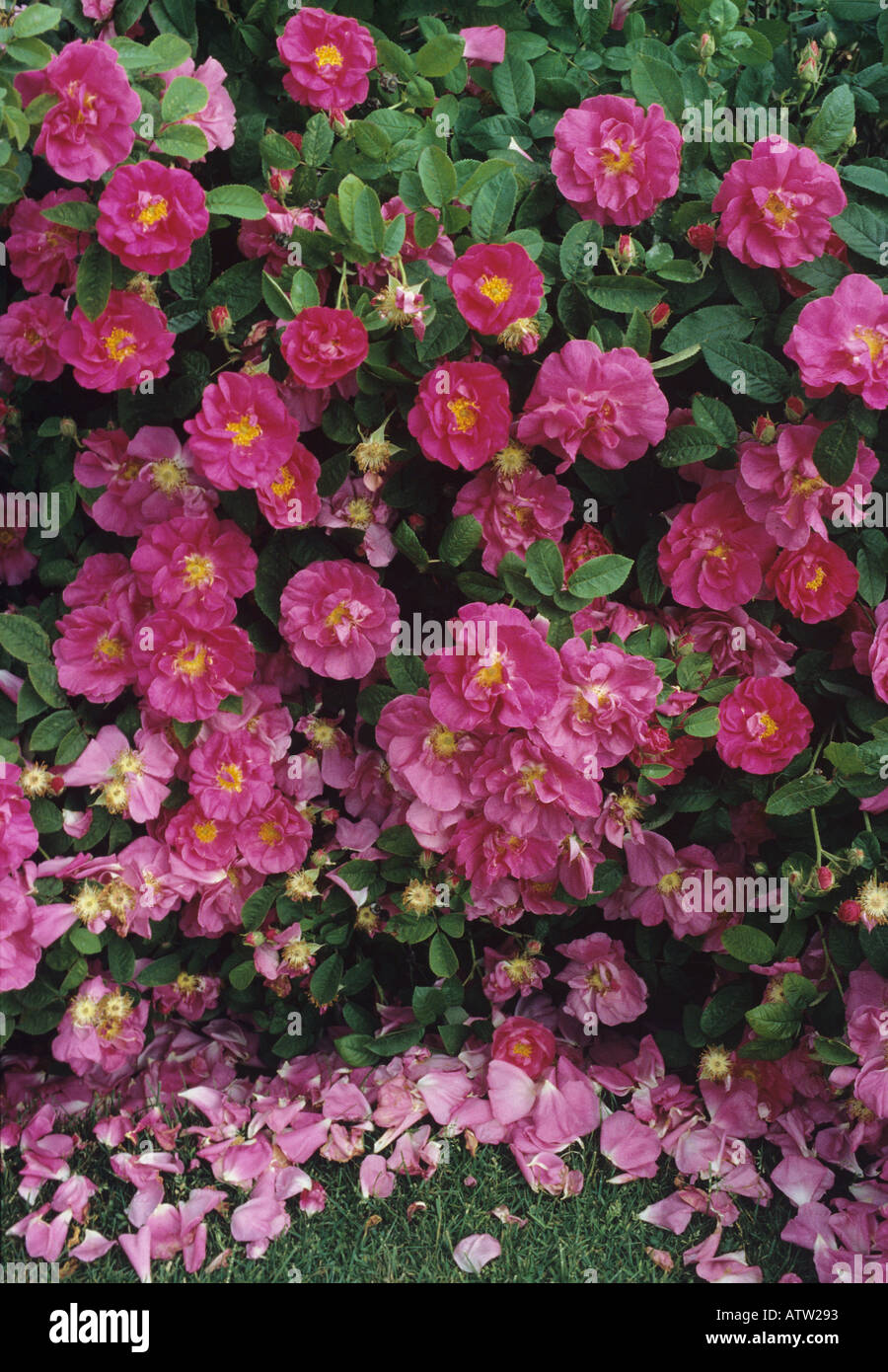Rose rosa gallica officinalis -Fotos und -Bildmaterial in hoher ...