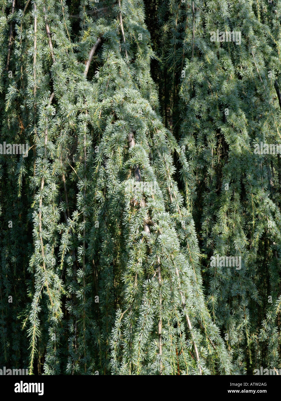 Atlas Zeder (Cedrus Atlantica hastata 'Pendula' Stockfotografie - Alamy