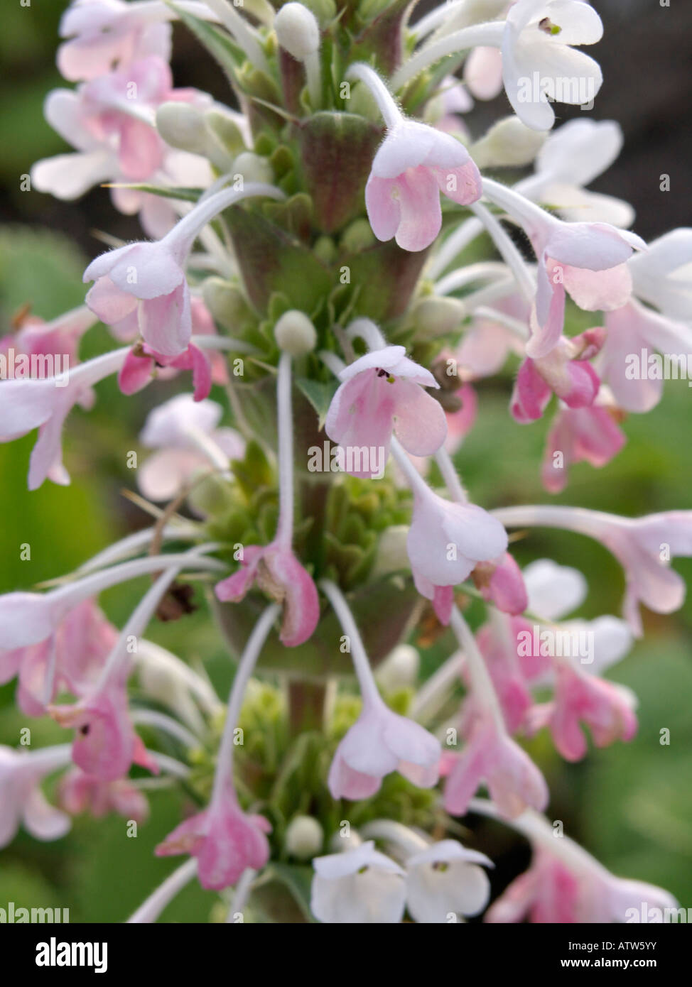 Morina longifolia -Fotos und -Bildmaterial in hoher Auflösung – Alamy