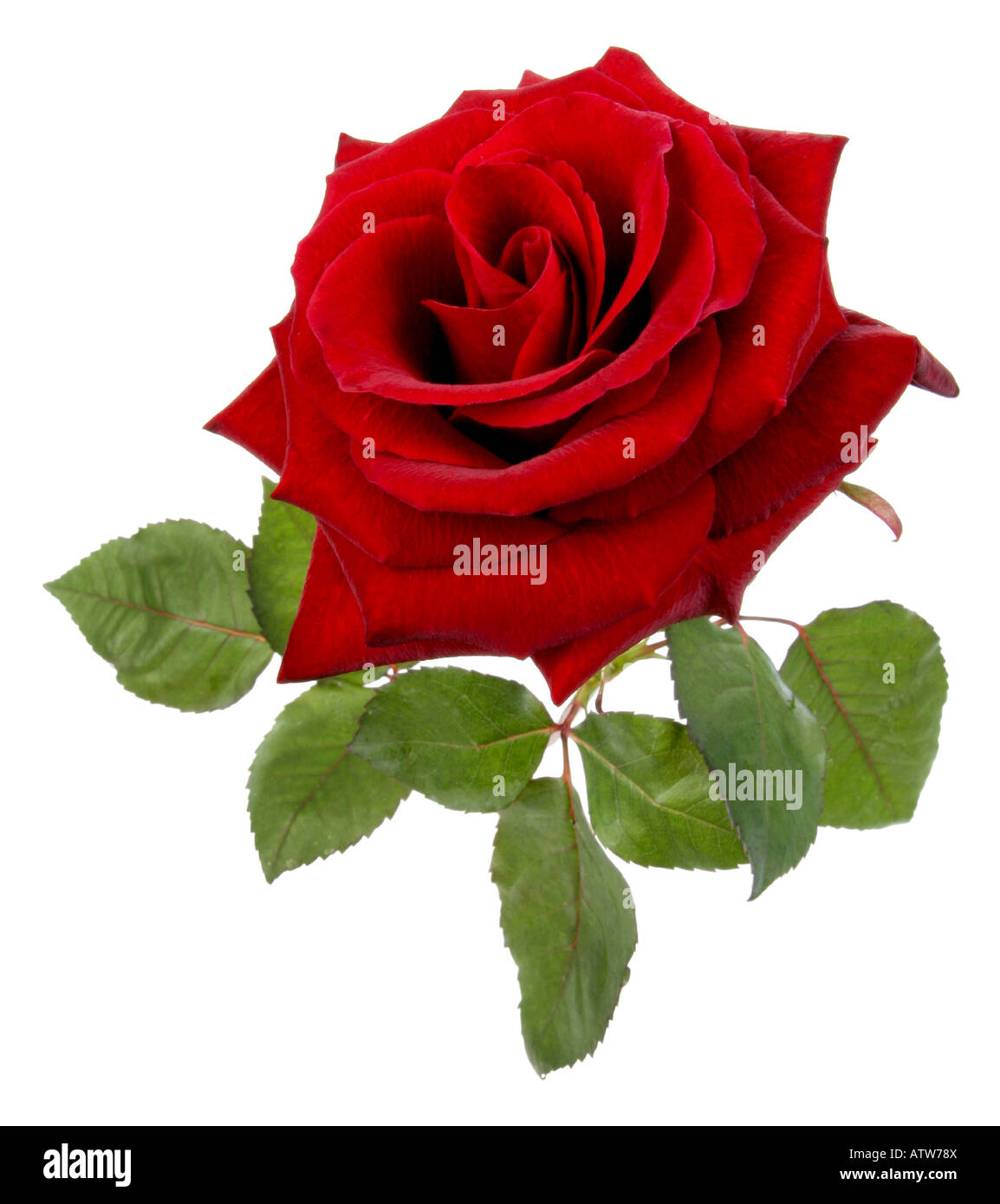 rote rose Rosa Spec rote einzelne Rosenblüten mit Blätter ...