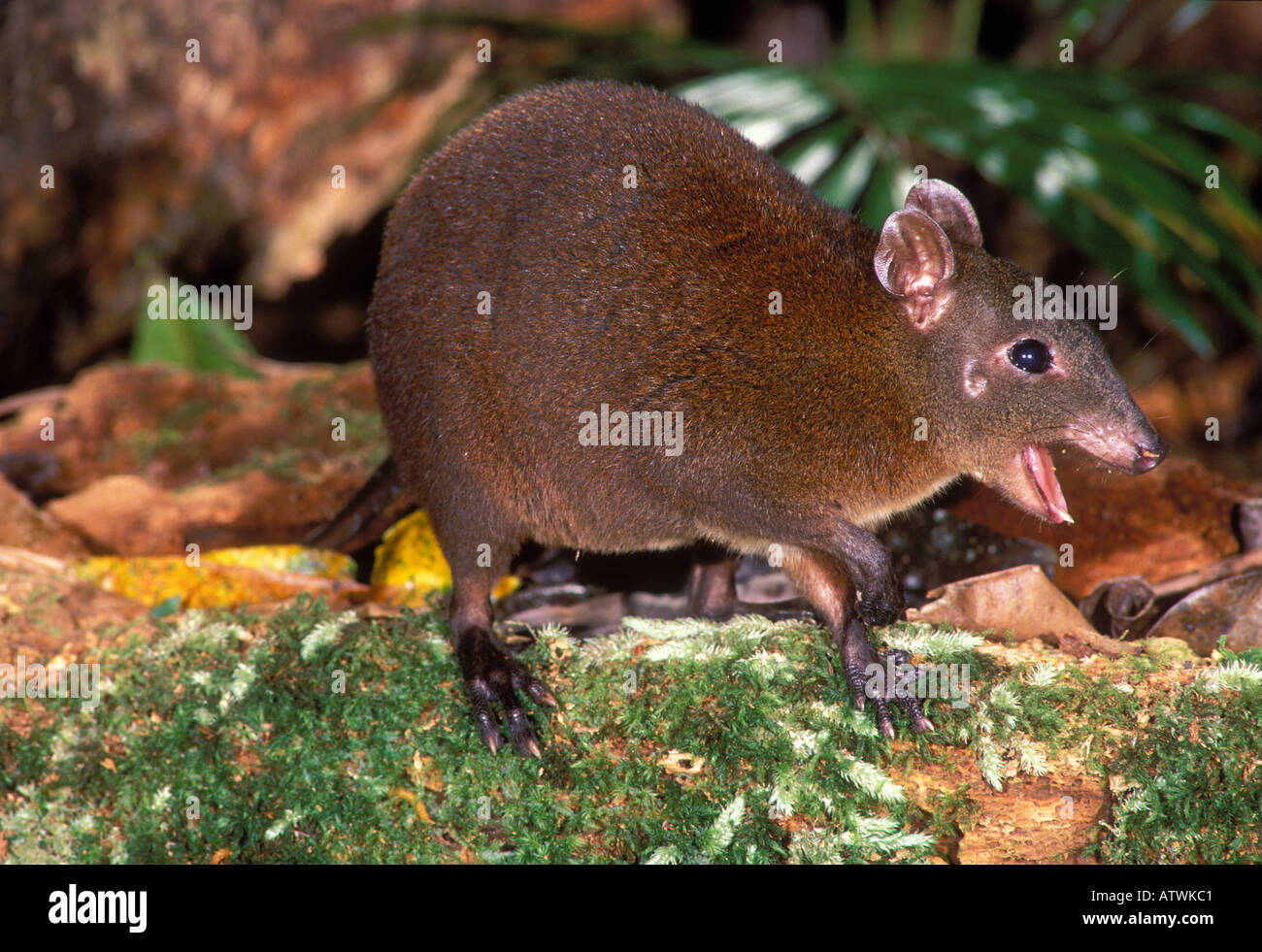 Musky rat kangaroo hypsiprymnodon moschatus smallest -Fotos und ...