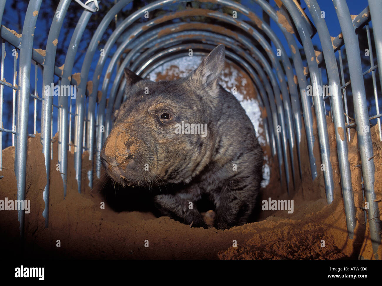 Wombat arten -Fotos und -Bildmaterial in hoher Auflösung – Alamy
