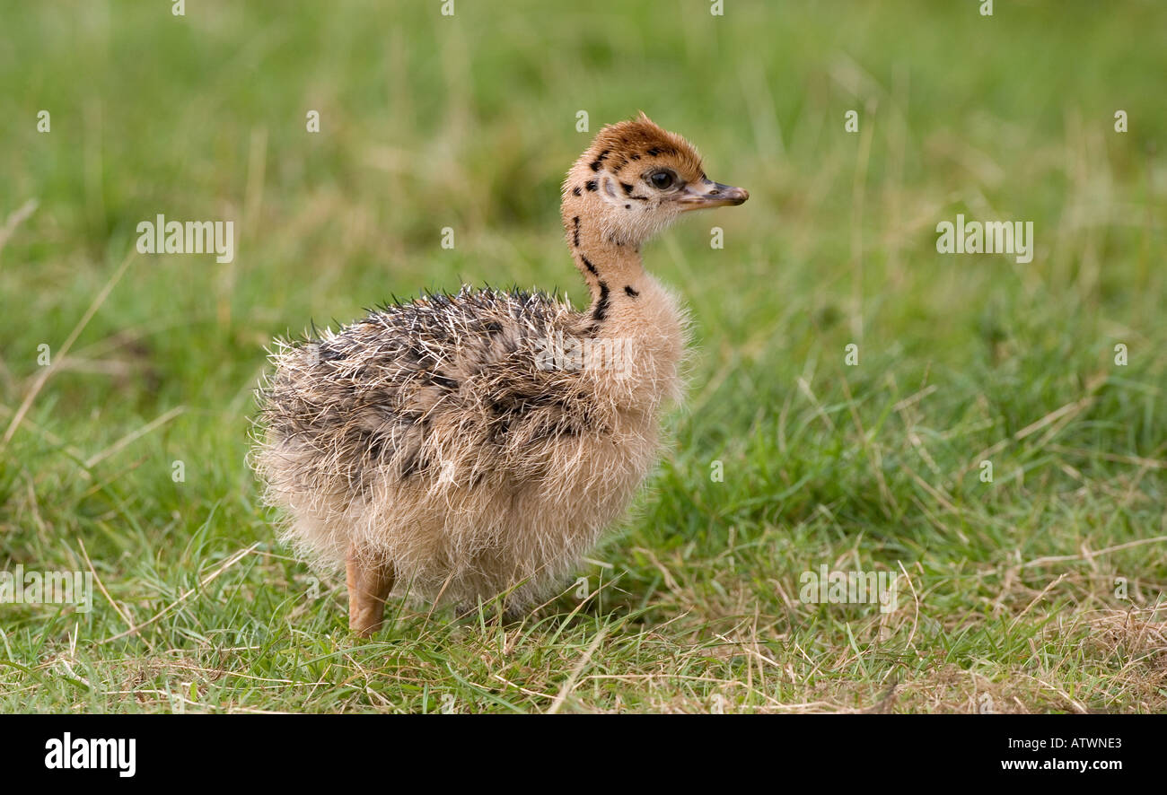 Baby Strauß Struthio camelus Stockfotografie - Alamy