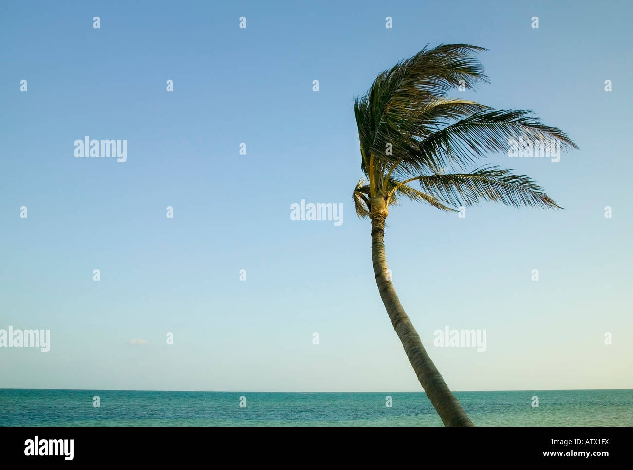 Baum Weht Im Wind Stockfotos und -bilder Kaufen - Alamy