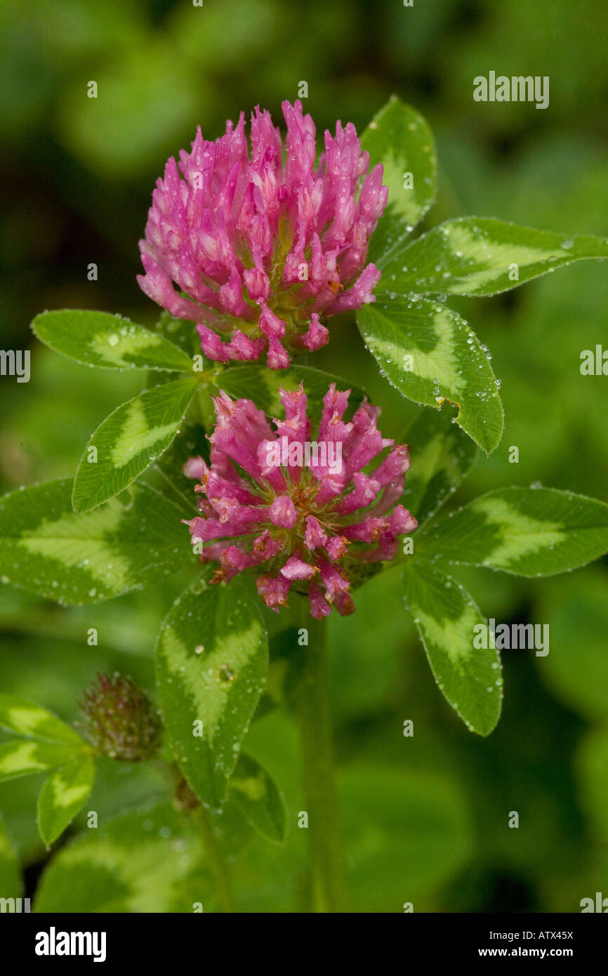 Trifolium pratense -Fotos und -Bildmaterial in hoher Auflösung – Alamy