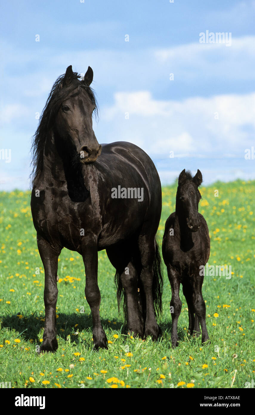 Friesen Fohlen Stockfotos und -bilder Kaufen - Alamy
