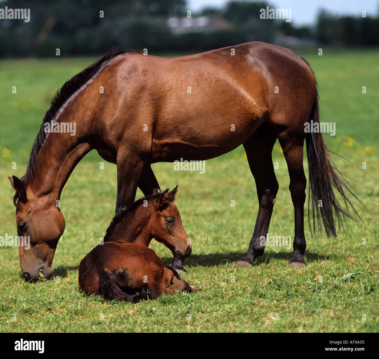Cleveland bay horse -Fotos und -Bildmaterial in hoher Auflösung – Alamy